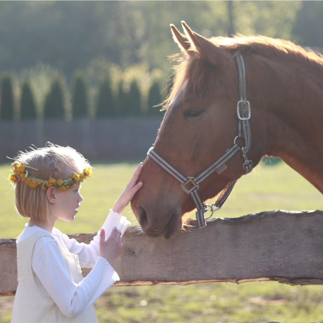 Equine Treatments & Services – New Forest Animal Osteopathy
