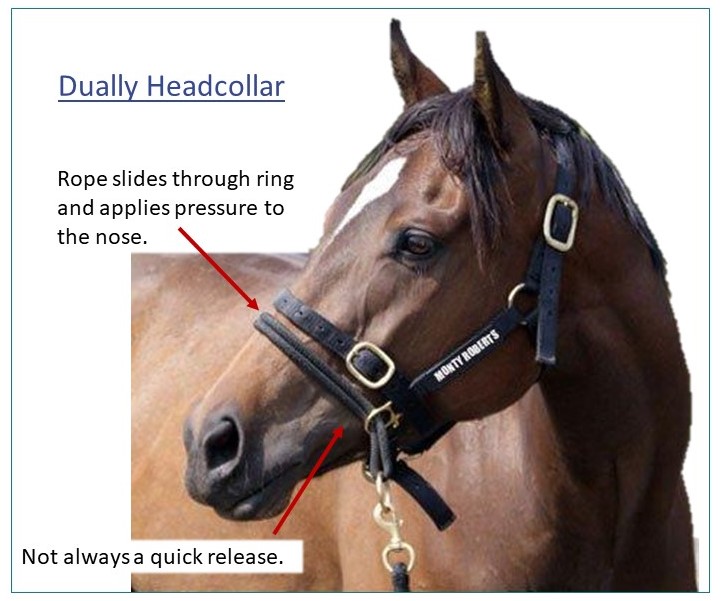 Headcollars – New Forest Animal Osteopathy